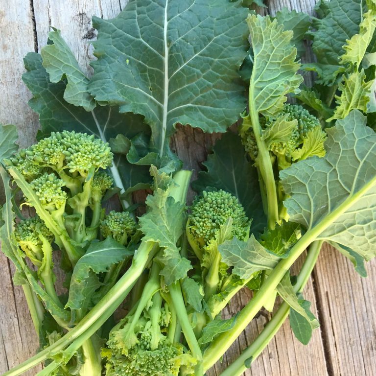 Cime di rapa | Acquista frutta e verdura su MYFRUITBOX!