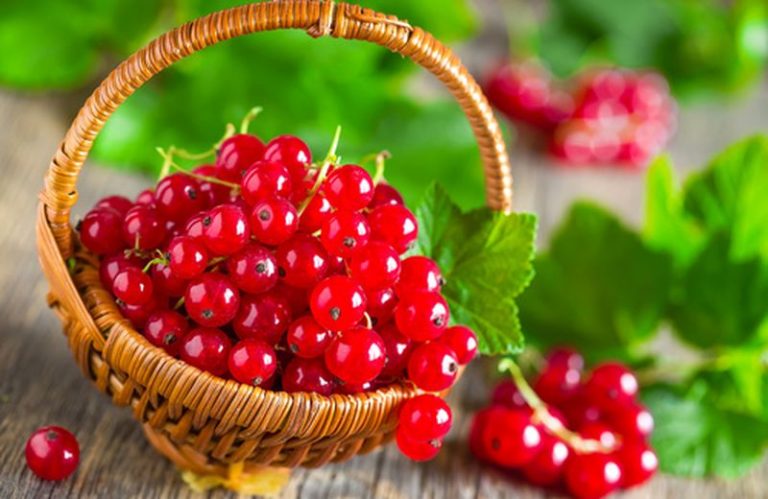 Ribes rosso - My Fruit Box